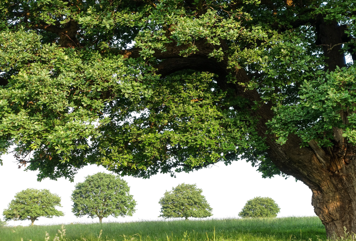 Genius trees